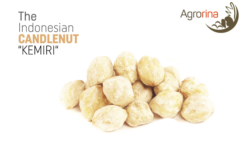Organic Candlenut Indonesia