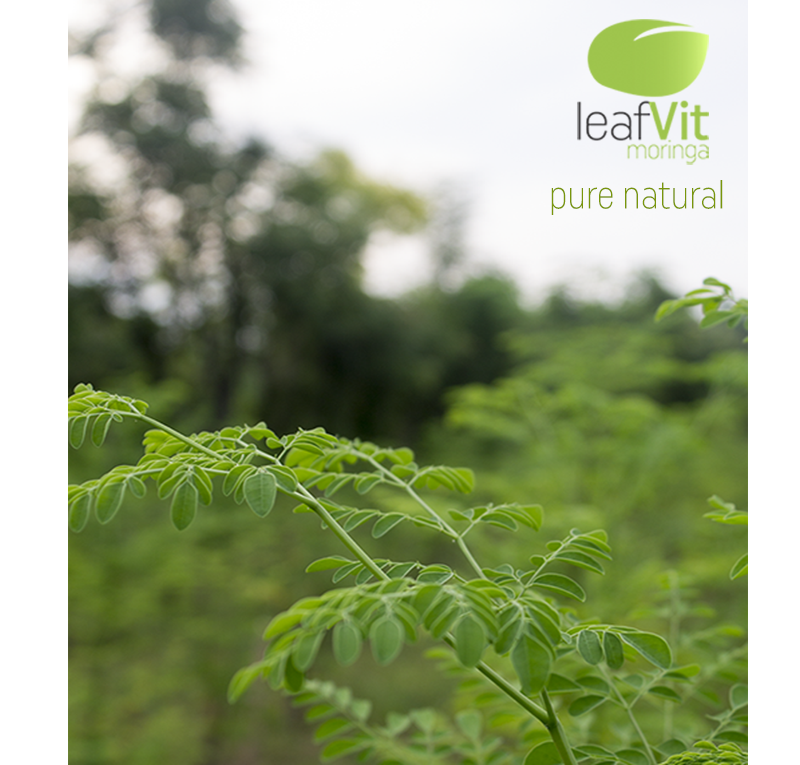 Leafvit moringa: the Miracle of Tree